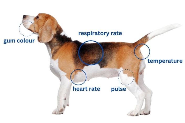 Checking your pet's vital signs | Veterinary Bärenwiese